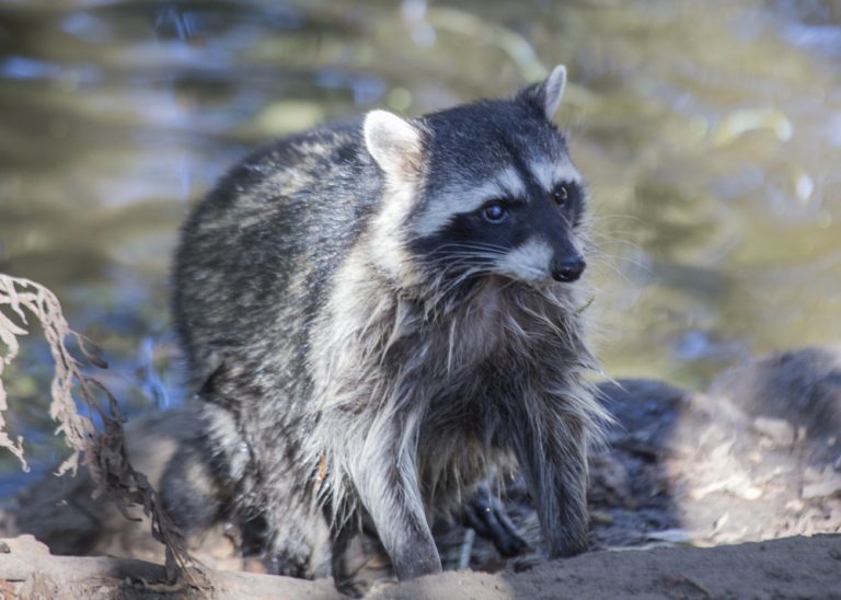 What Is Best for Pest Control? - Wild Wild Pest Control